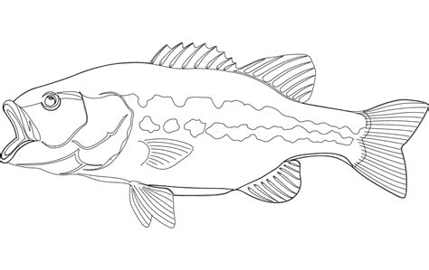 Largemouth Bass Outline