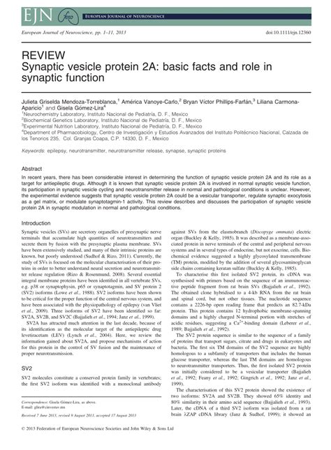 Pdf Synaptic Vesicle Protein 2a Basic Facts And Role In Synaptic