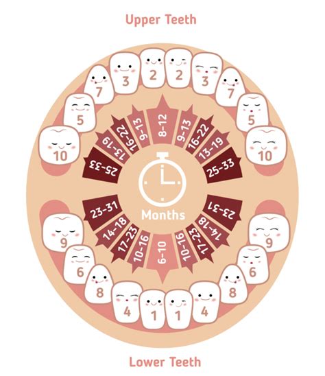 Dalja E Dhëmbëve Beba Ks