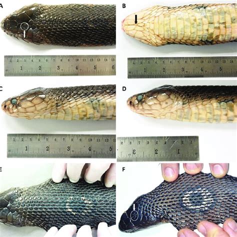 Major Diagnostic Characters Of Naja Fuxi And N Kaouthia From Thailand Download Scientific