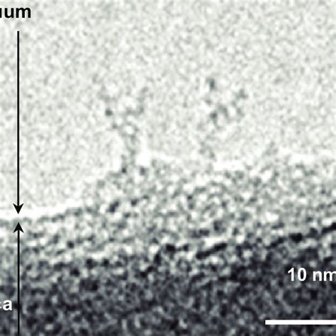 Pdf Transmission Electron Microscopy Observation Of Antibody