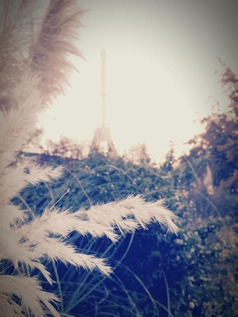 Premium Photo Trees In Background