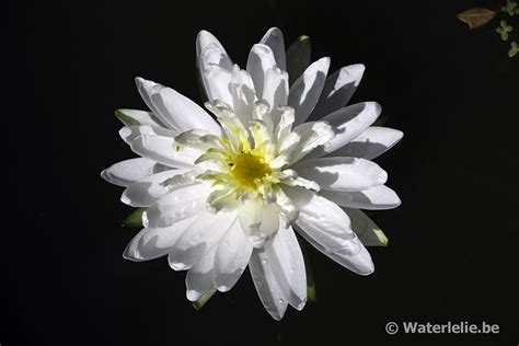 Nymphaea Snowflake Agua Be Waterlelies En Lotus