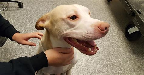 This Is Slim Hes A 35lbs Dogs Whos Become Paralyzed Out Of Nowhere