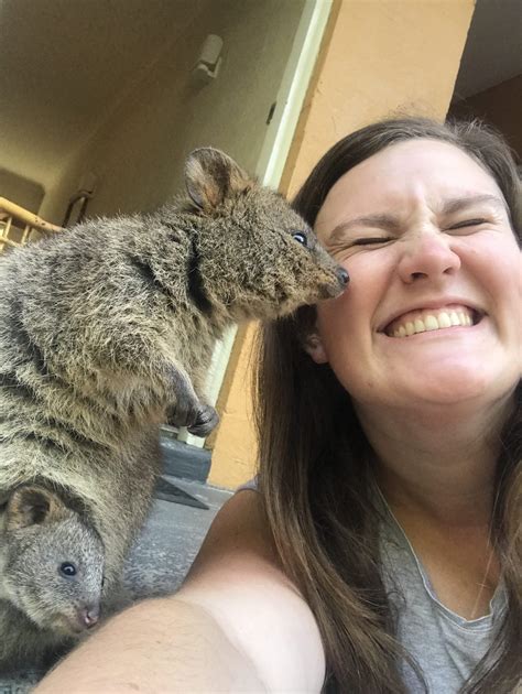 Day Trip To Rottnest Island Itinerary Tips Quokka Selfies