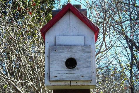 The Very Best Time To Put Up Birdhouses—just In Time For Warmer Weather