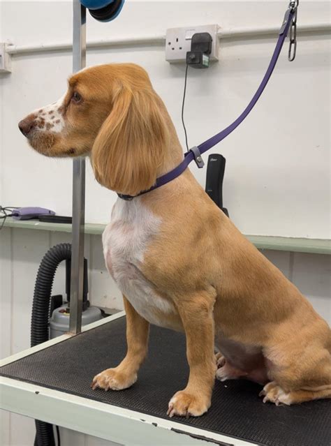 Canine Class Canine Class Added A New Photo