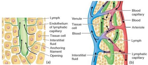 Astructure Of Lymphatic Capillary Brelation Of Lymphatic Download Scientific Diagram