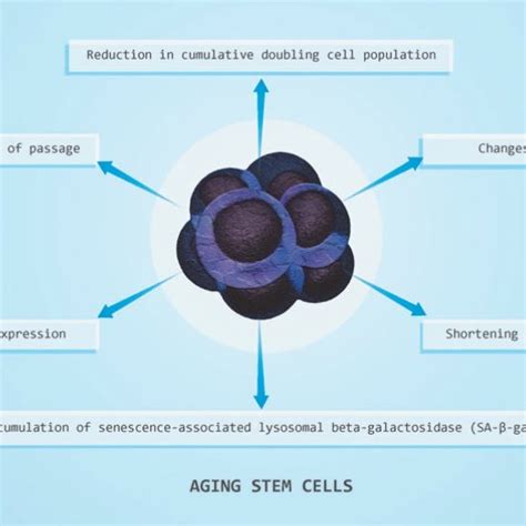 Consequences Of Stem Cell Aging—reducing The Number Of Passages