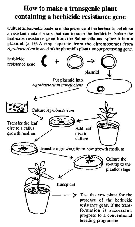 Genetic Engineering Process Flow Chart
