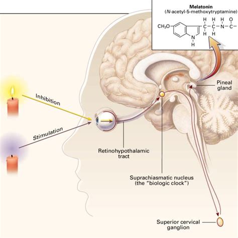 Pdf Melatonin In Humans