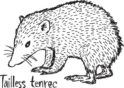 Tenrec Sans Queue Croquis Dillustration Vectorielle Dessinés à La