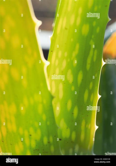 Aloe Vera Plant Closeup With Sunlight Shining Through From Behind Stock