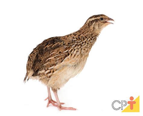 Codorna Passaro Cozido 7 Tipos De Codorna Mais Conhecidas No Brasil