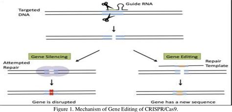 Figure 1 From Advancement Of Crop Productivity Via Crispr Nanoparticle Interface Semantic Scholar