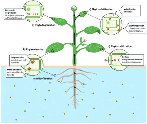 Phytoextraction Diagram Phytoremediation An Alternate Way To Treat