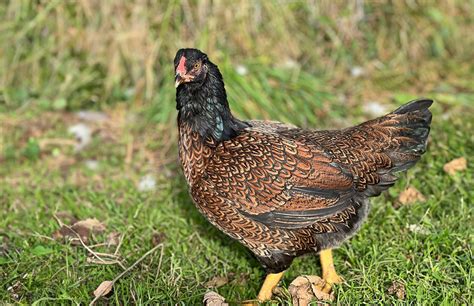 Cornish Chicken