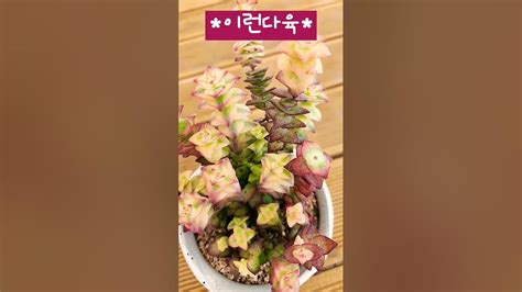 이런다육 남십자성알록달록물들어가는모습이 너무 사랑스러워요 Youtube