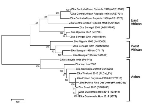 Figure Phylogeny Of Zika Virus In Western Hemisphere 2015 Volume