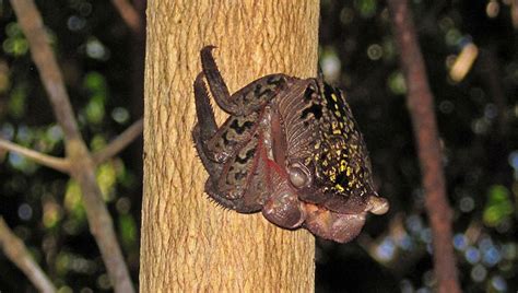 Why Does Evolution Keep Turning Everything Into Crabs Iflscience