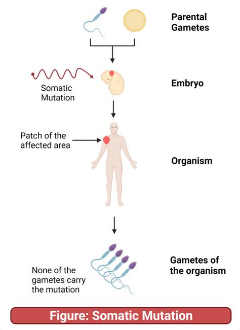 Somatic Mutation Vs Germline Mutation 13 Key Differences