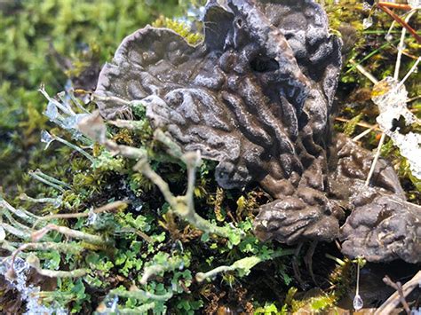 Isolation Of Pseudomonas Syringae From Lichens University Of Akureyri