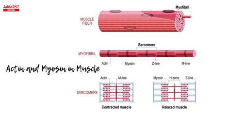 Difference Between Actin And Myosin