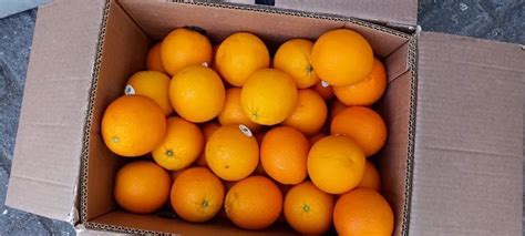 Fruit Import Export Service In Mumbai Id 25745473955
