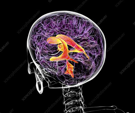 Ventricular System Of The Brain Illustration Stock Image F0404176