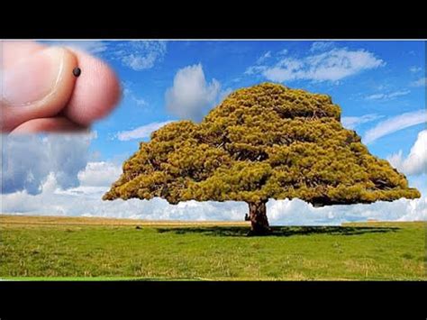 Biblical Mustard Tree Seed