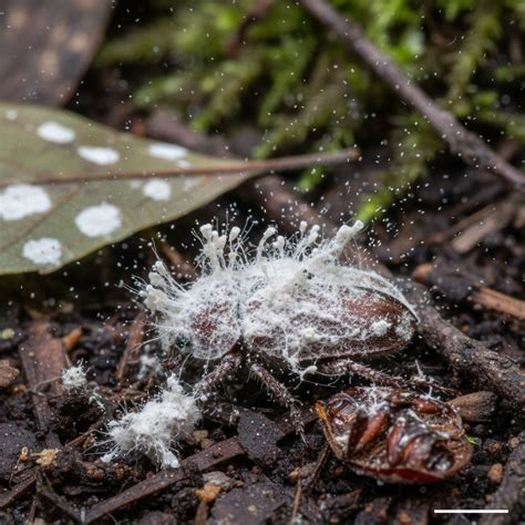 Beauveria Bassiana Biopesticida Natural Para Agricultura Sustentável