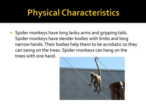 Ppt Spider Monkey Powerpoint Presentation Free Download Id2010739
