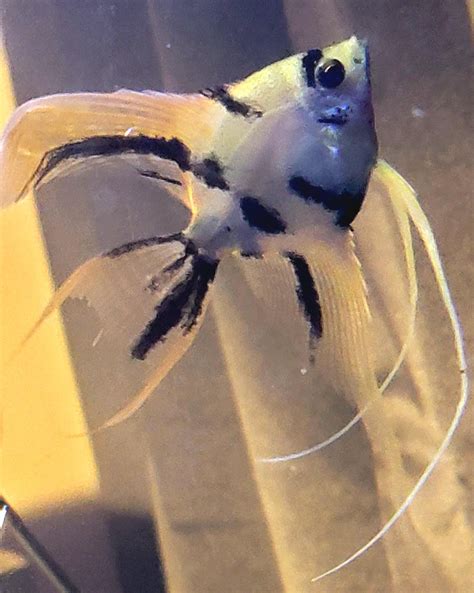 Can Anyone Sex These Angelfish Raquariums