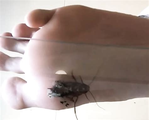 Roach Under My Tanned Feet Image 181568 Thisvid Tube