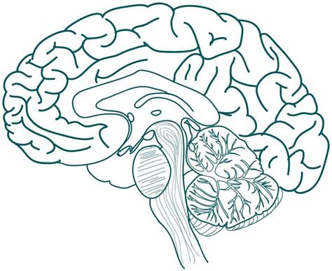 Printable Pdf For Labeling The Parts Of The Brain