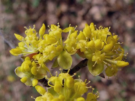Dren Kao Hrana I Kao Lek Jestive Slike Za Torte