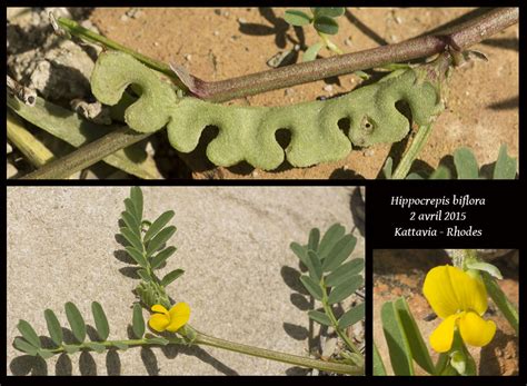 Hippocrepis Biflora