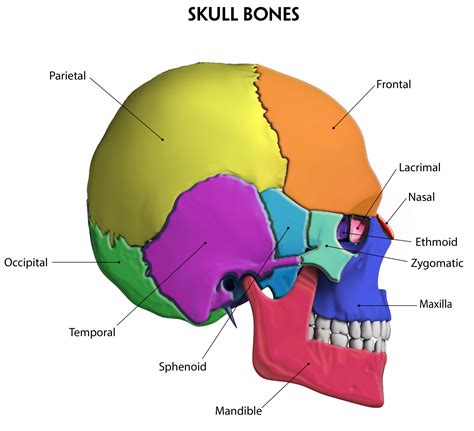 Floor Of Cranium Bones