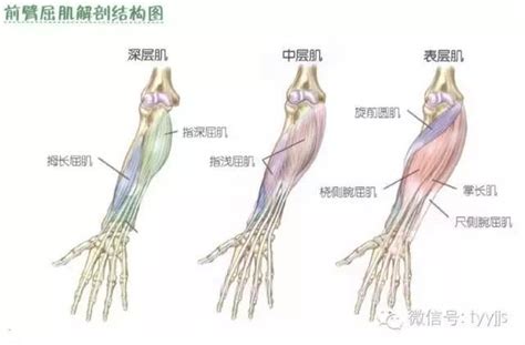 健身基础精讲 手臂肌群认识 每日头条