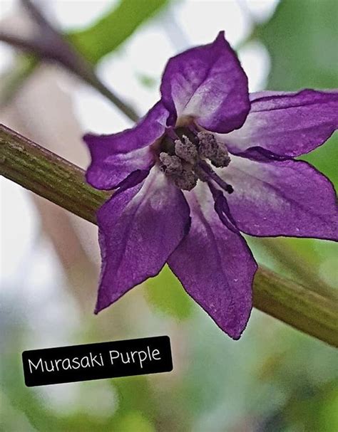 Murasaki Purple Bienes Seeds