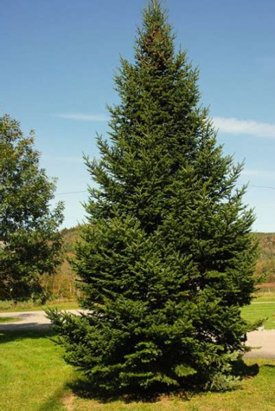 Balsam Fir Abies Balsamea Nutcracker Nursery And Tree Farm