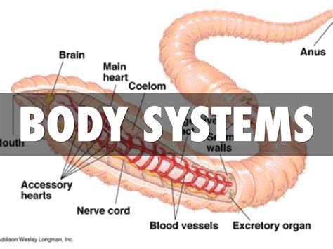 Earthworm Excretory System