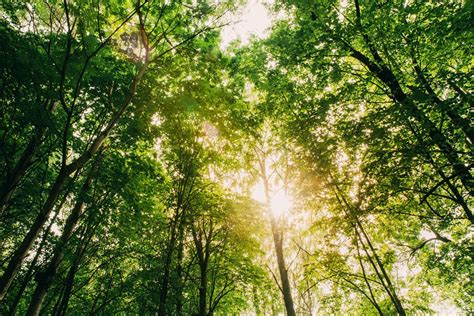 The Importance Of Our Tree Canopy