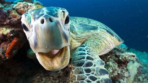 Blue Planet Ii 22 Things To Know About The New Series Bbc News