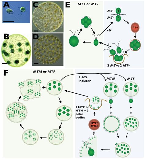Evolution Of Sex And Mating Loci An Expanded View From Volvocine Algae
