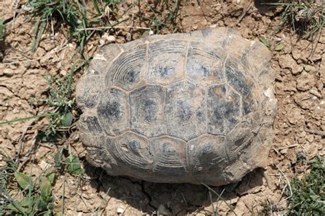 Premium Photo Old Land Turtle In The Field Closeup Turtle