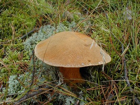 Suillus Variegatus Priežu Sviestbeka