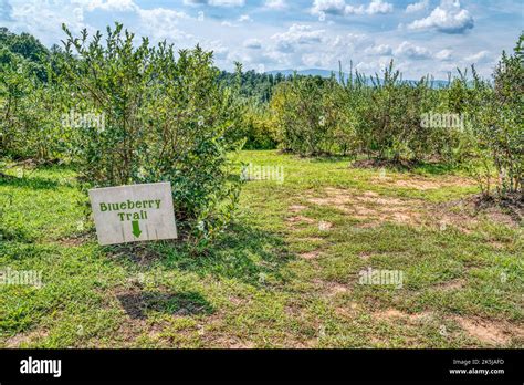 The Blueberry Trail At Perrys Berrys Blueberry Farm In Morganton