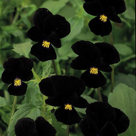 Viola Blackjack Black Devil Seeds