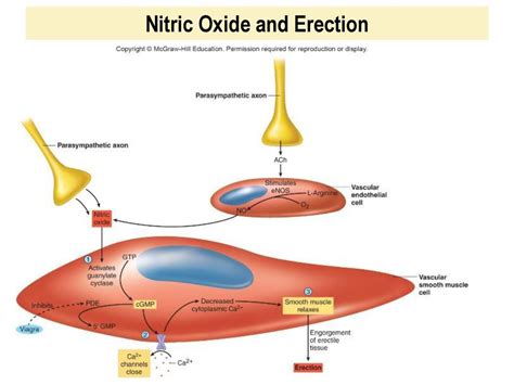 Reproductive System 1 Lecture 18 Ch Ppt Download